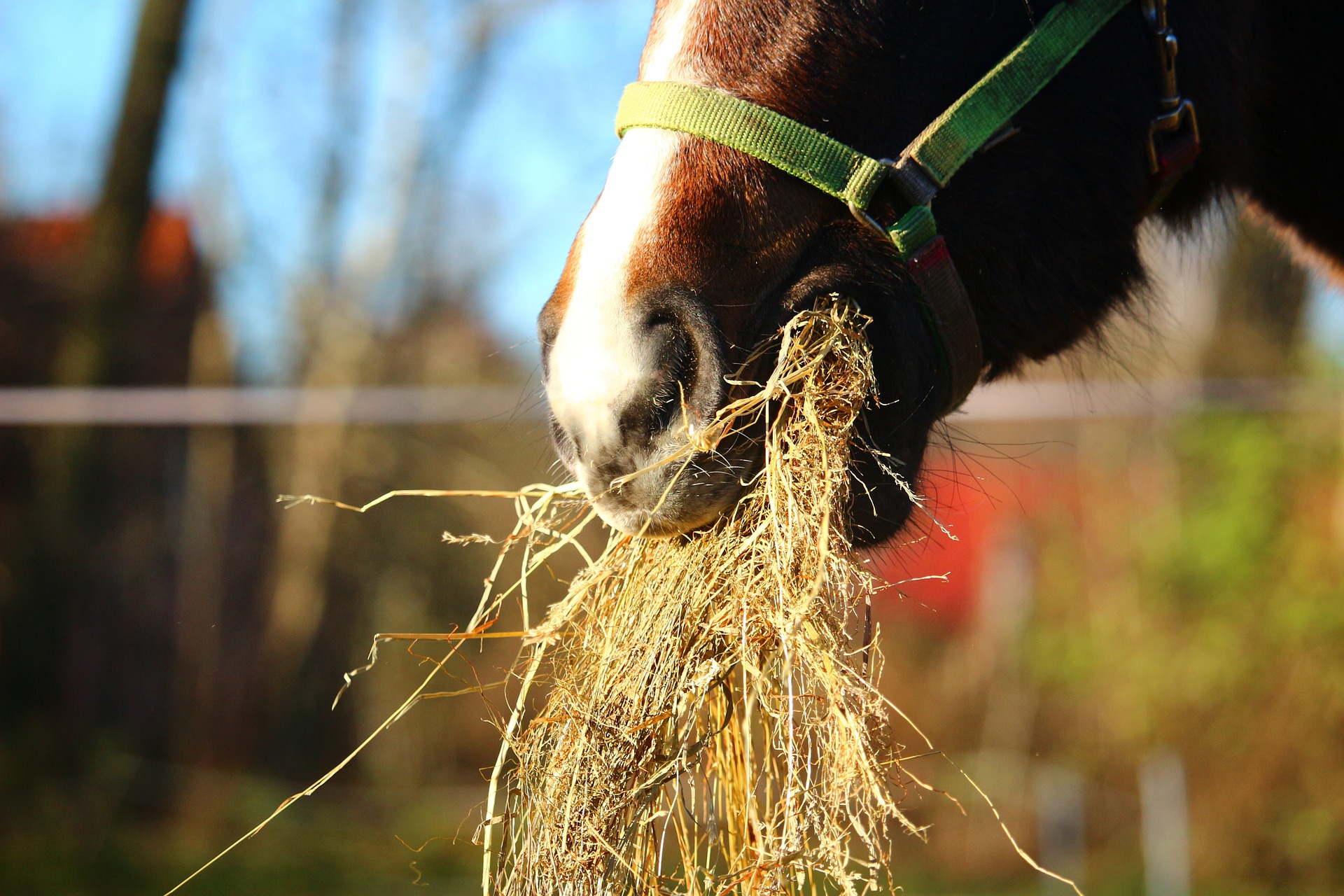 HEU - Die Basis einer pferdegerechten Fütterung – horseanalytics.com