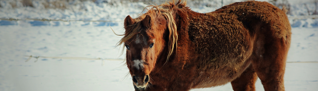 Was ist Cushing und wie erkenne ich es? – horseanalytics.com