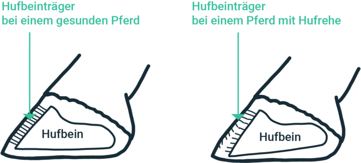 Was tun bei Hufrehe? Vorbeugen und behandeln – horseanalytics.com