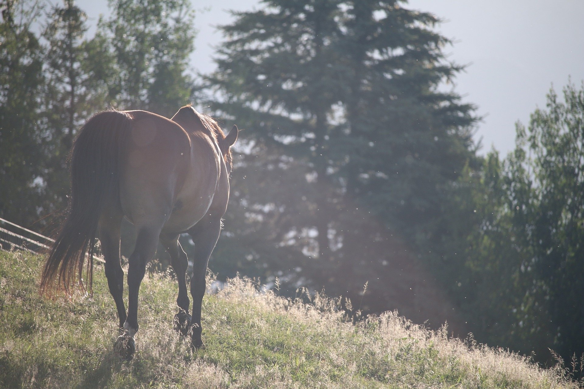 Weidezeit beschränken- Sinn oder Unsinn? – horseanalytics.com