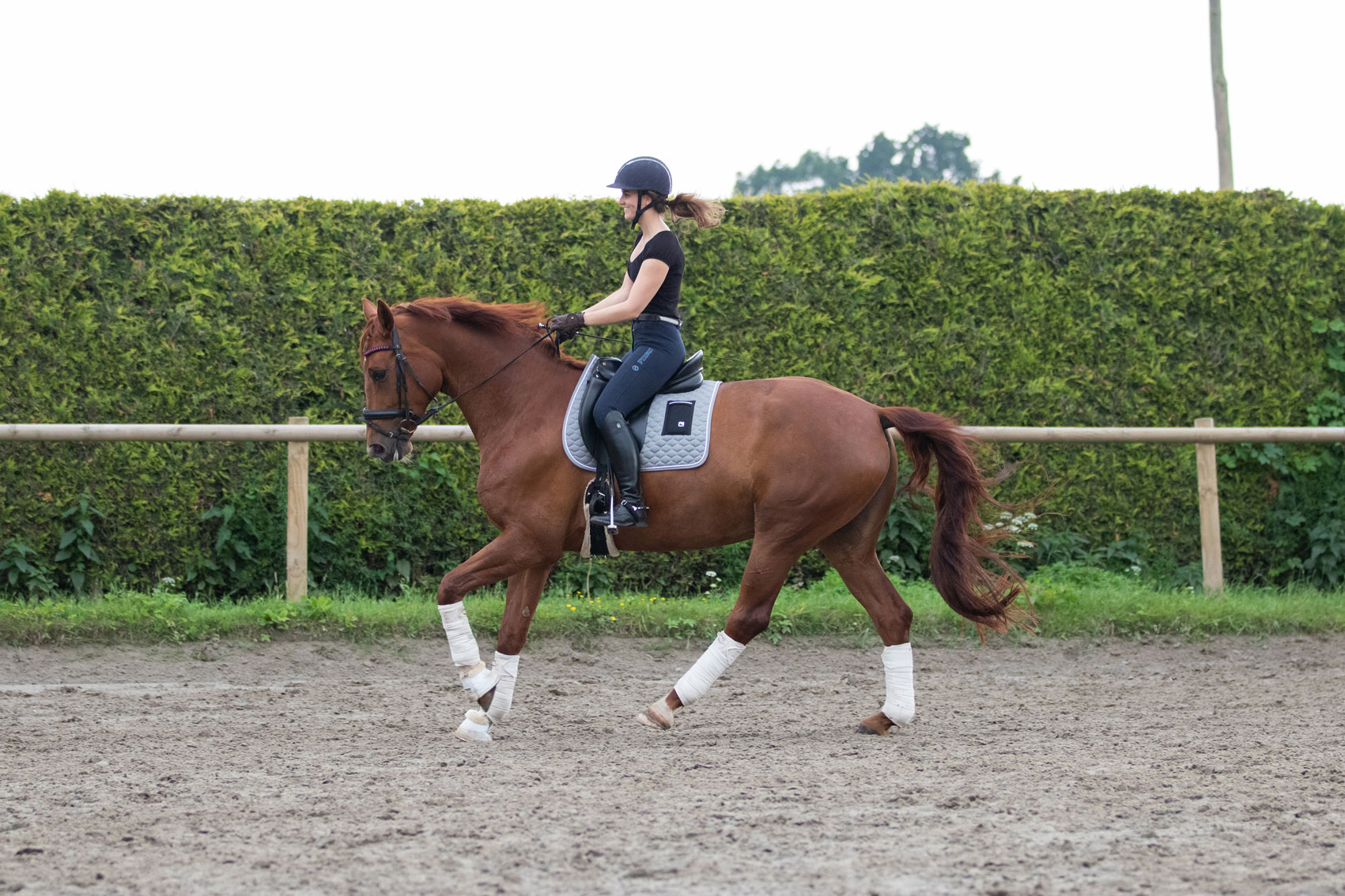 Flying change made easy with pole exercises – horseanalytics.com