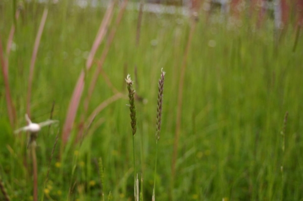 In welchen Gräsern steckt viel Fruktan? – horseanalytics.com
