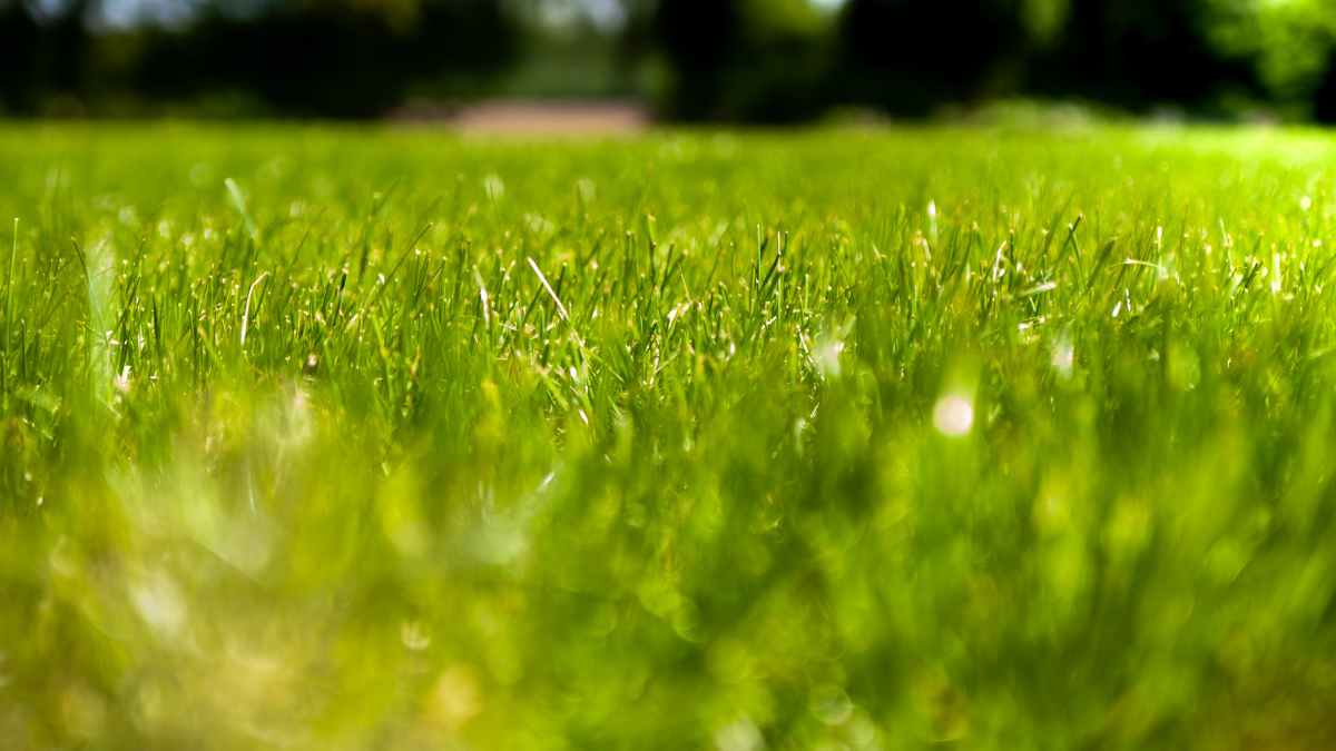 In welchen Gräsern steckt viel Fruktan? – horseanalytics.com