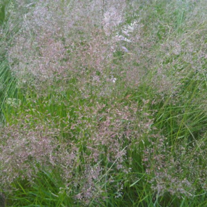 In welchen Gräsern steckt viel Fruktan? – horseanalytics.com