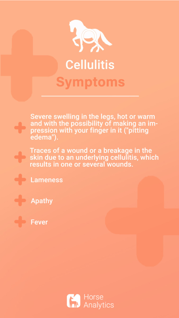 Horse emergency: Cellulitis – horseanalytics.com